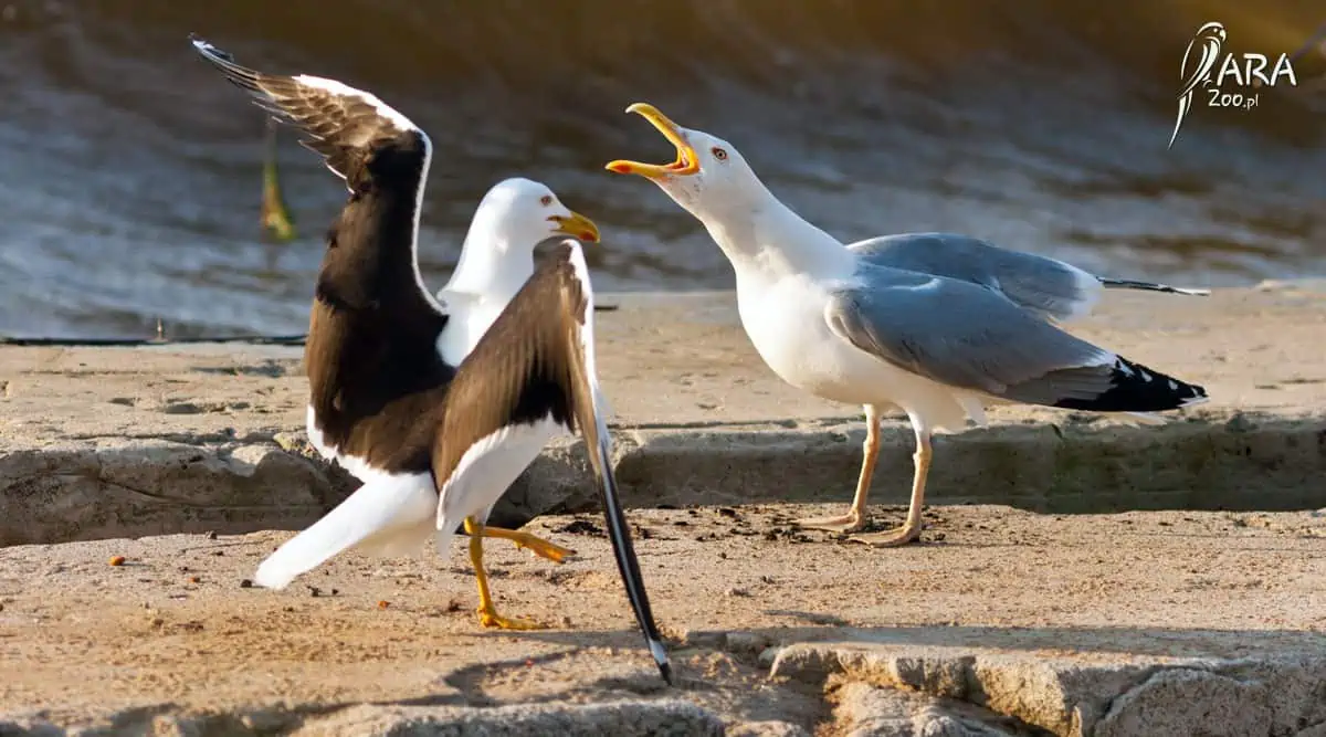 Mewy w Polsce — Sprawdź co je i jak wygląda mewa śmieszka i inne