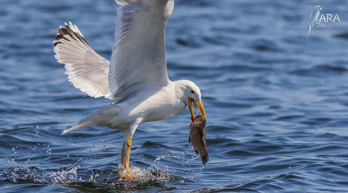Mewy w Polsce — Sprawdź co je i jak wygląda mewa śmieszka i inne