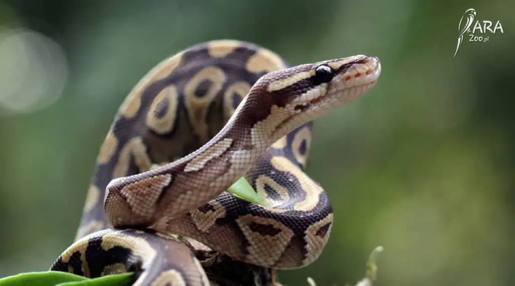 Węże domowe — poznaj 3 najpopularniejsze gatunki