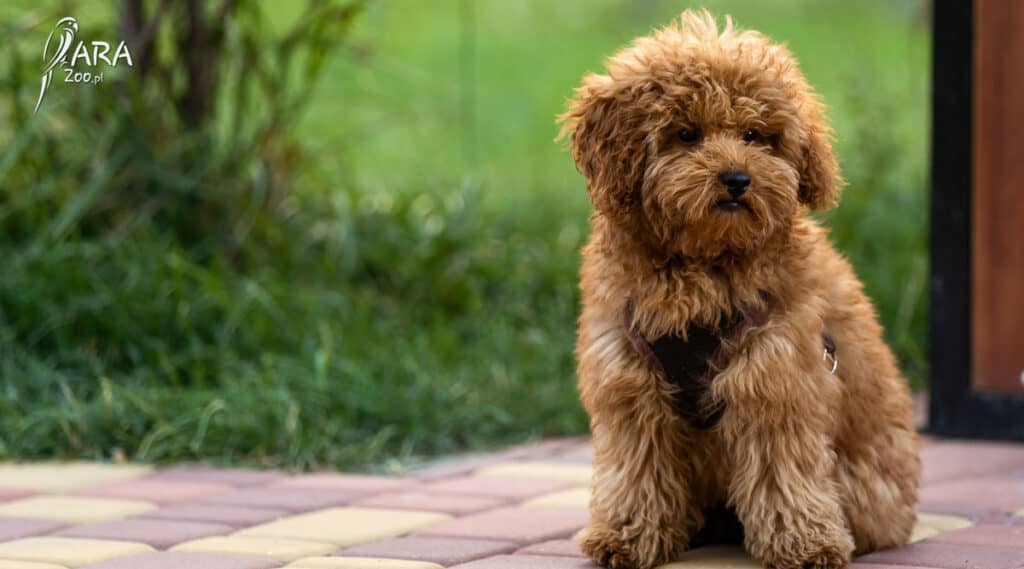 Pies maltipoo cena Charakter Opieka Hodowla. Sprawdź ile żyje!