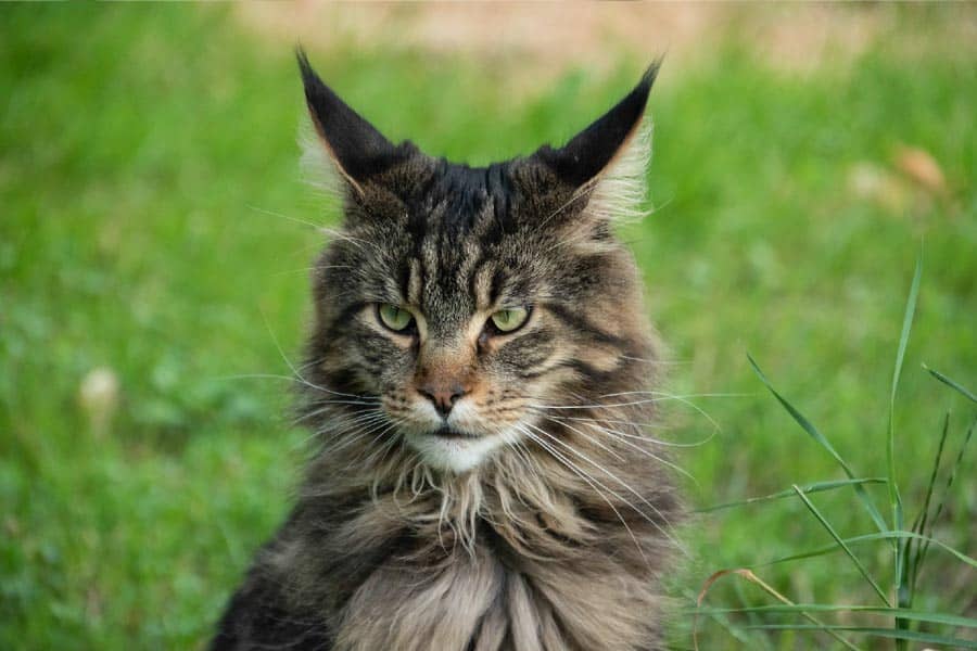 Rasy kotów domowych – poradnik dla przyszłych właścicieli!